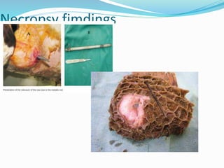 Traumatic reticuloperitonitis , traumatic pericarditis | PPTX