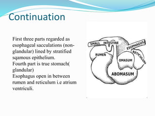 Traumatic reticuloperitonitis , traumatic pericarditis | PPTX