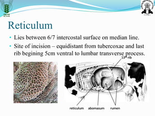 Traumatic reticuloperitonitis , traumatic pericarditis | PPTX
