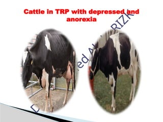 Traumatic reticuloperitonitis in ruminants | PPTX