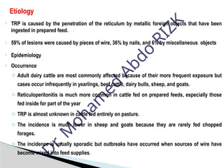 Traumatic reticuloperitonitis in ruminants | PPT