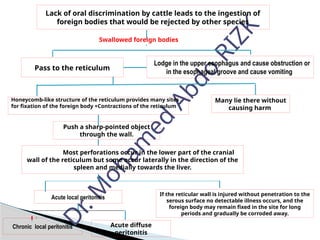 Traumatic reticuloperitonitis in ruminants | PPTX