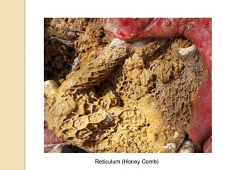 Traumatic Reticuloperitonitis veterinary | PPTX
