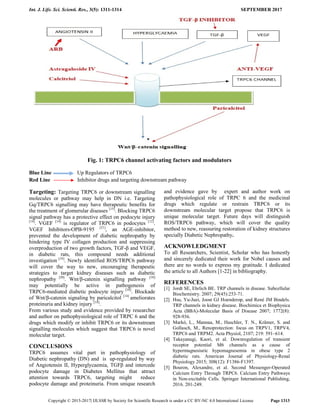 TRPC 6 as A Molecular Target in Diabetic Nephropathy | PDF