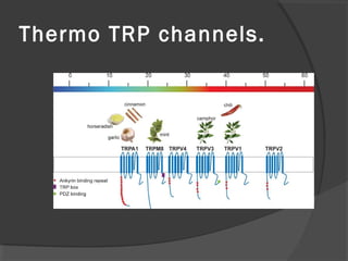 Trp channels | PPT