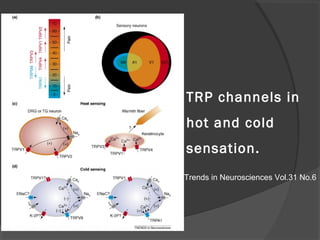 Trp channels | PPT