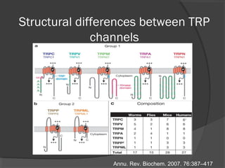 Trp channels | PPT