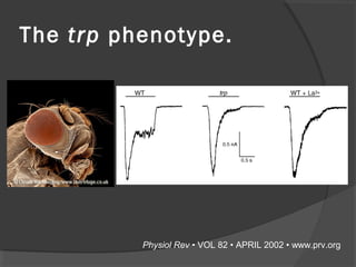 Trp channels | PPT