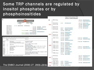 Trp channels | PPT
