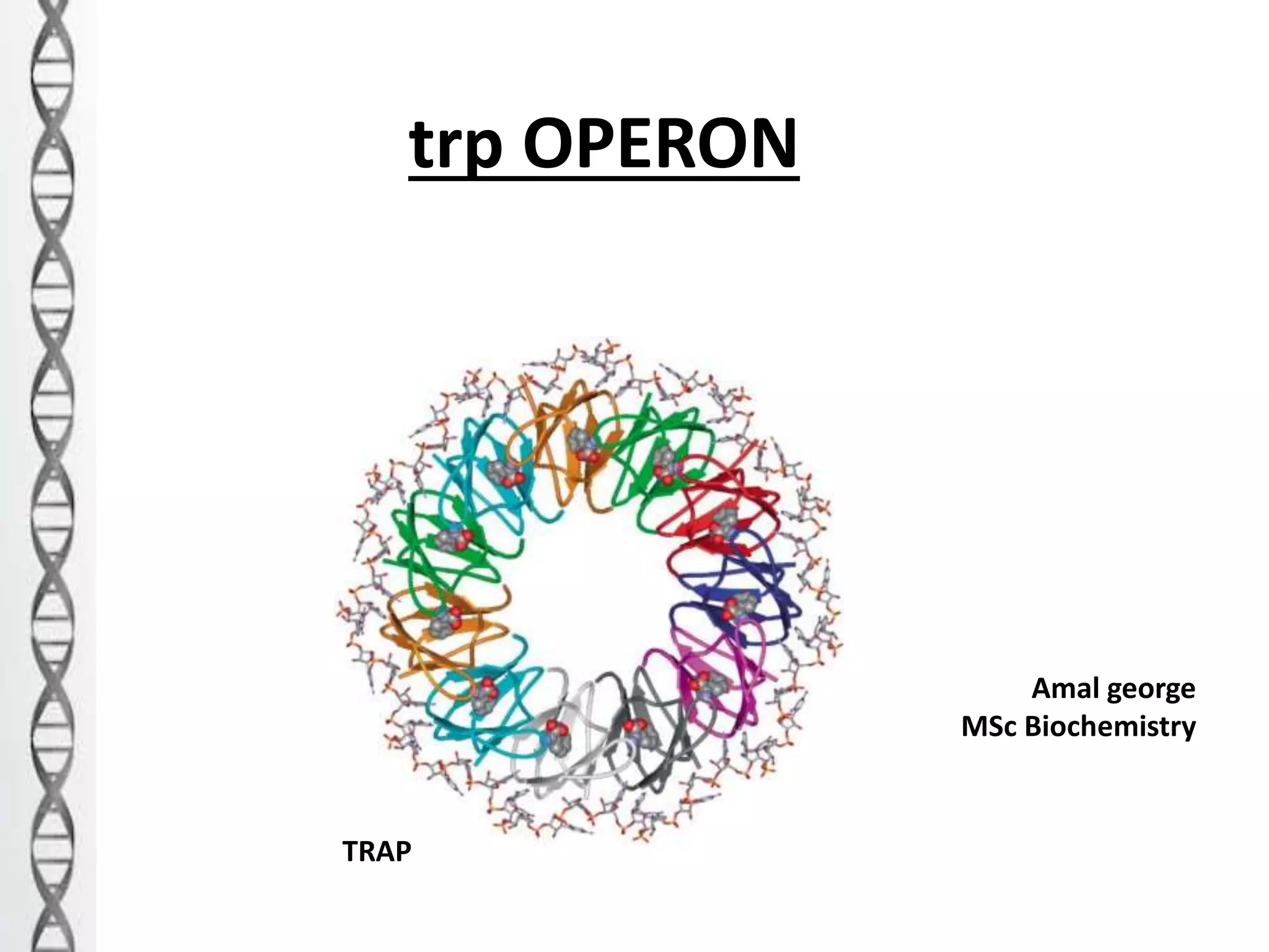 Trp operon | PPTX