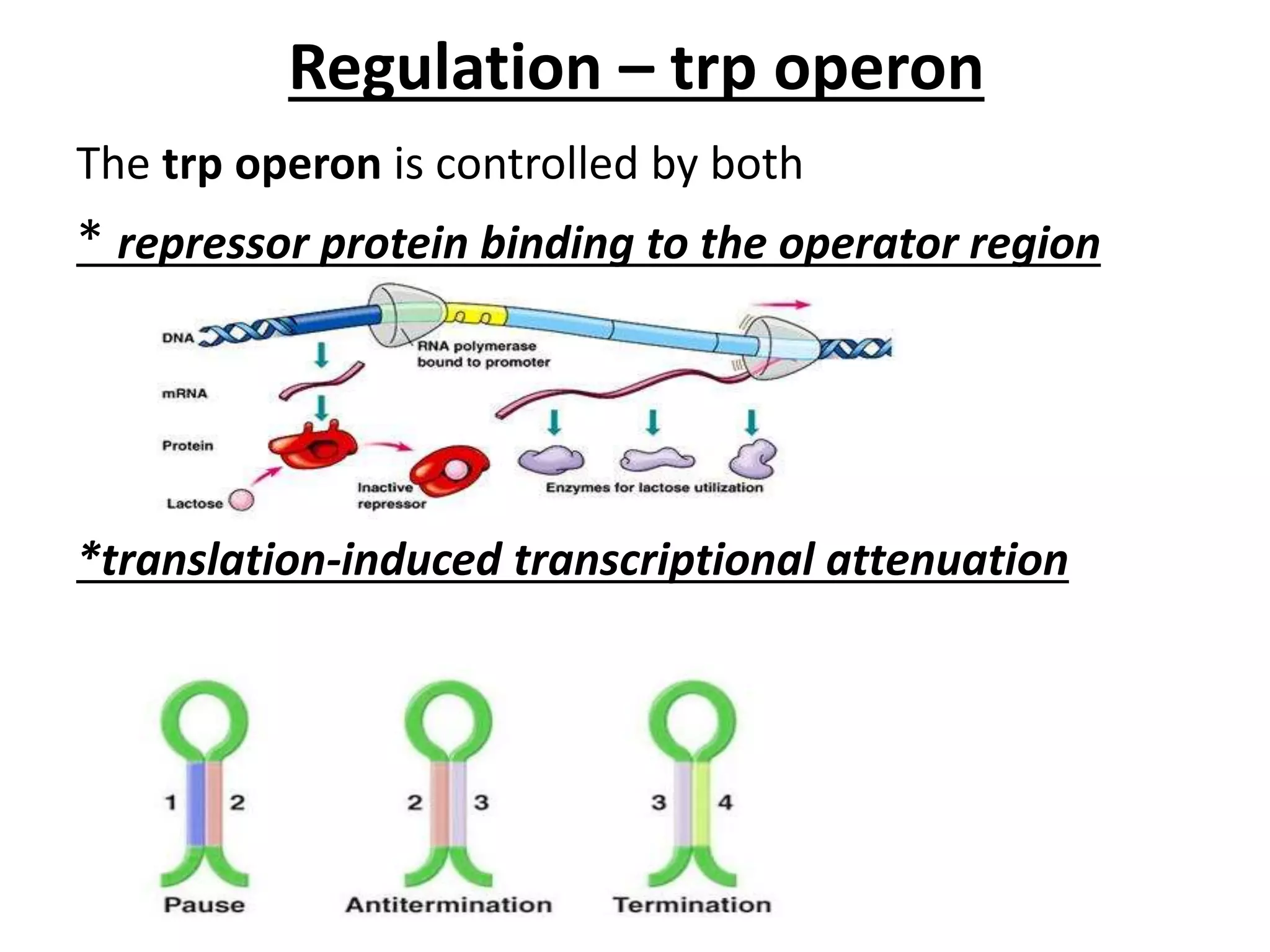 Trp operon | PPTX