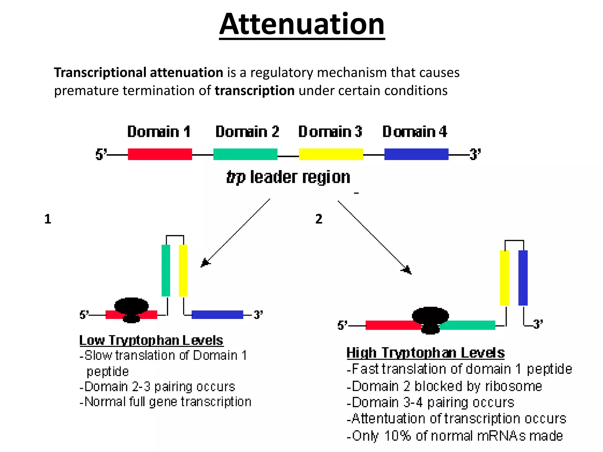 Trp operon | PPTX