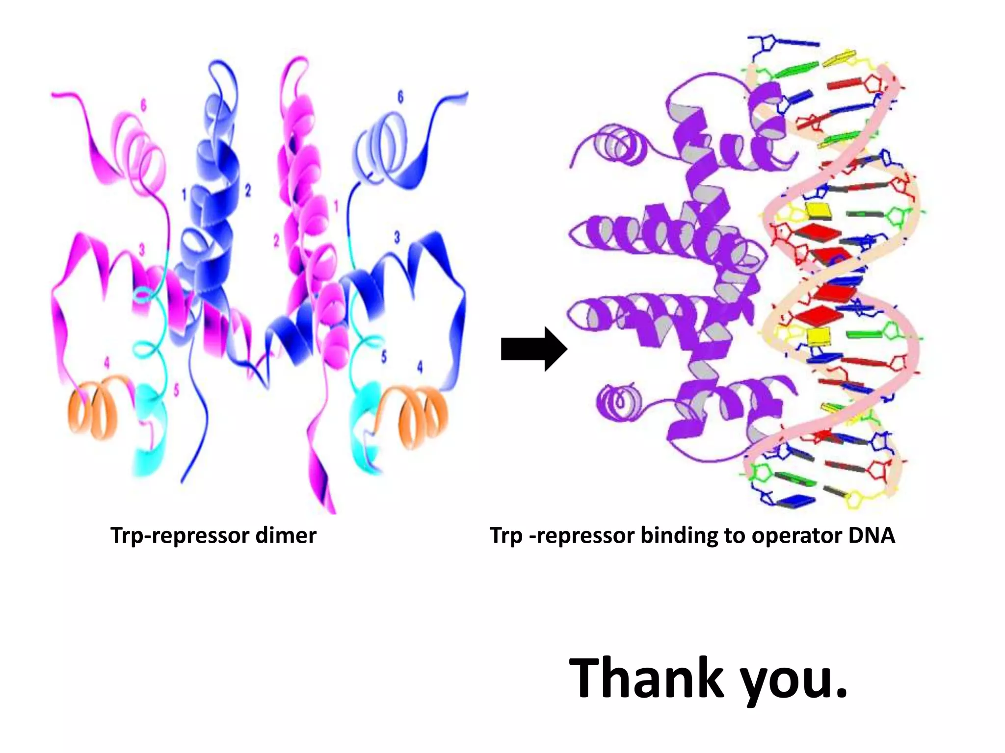 Trp operon | PPTX