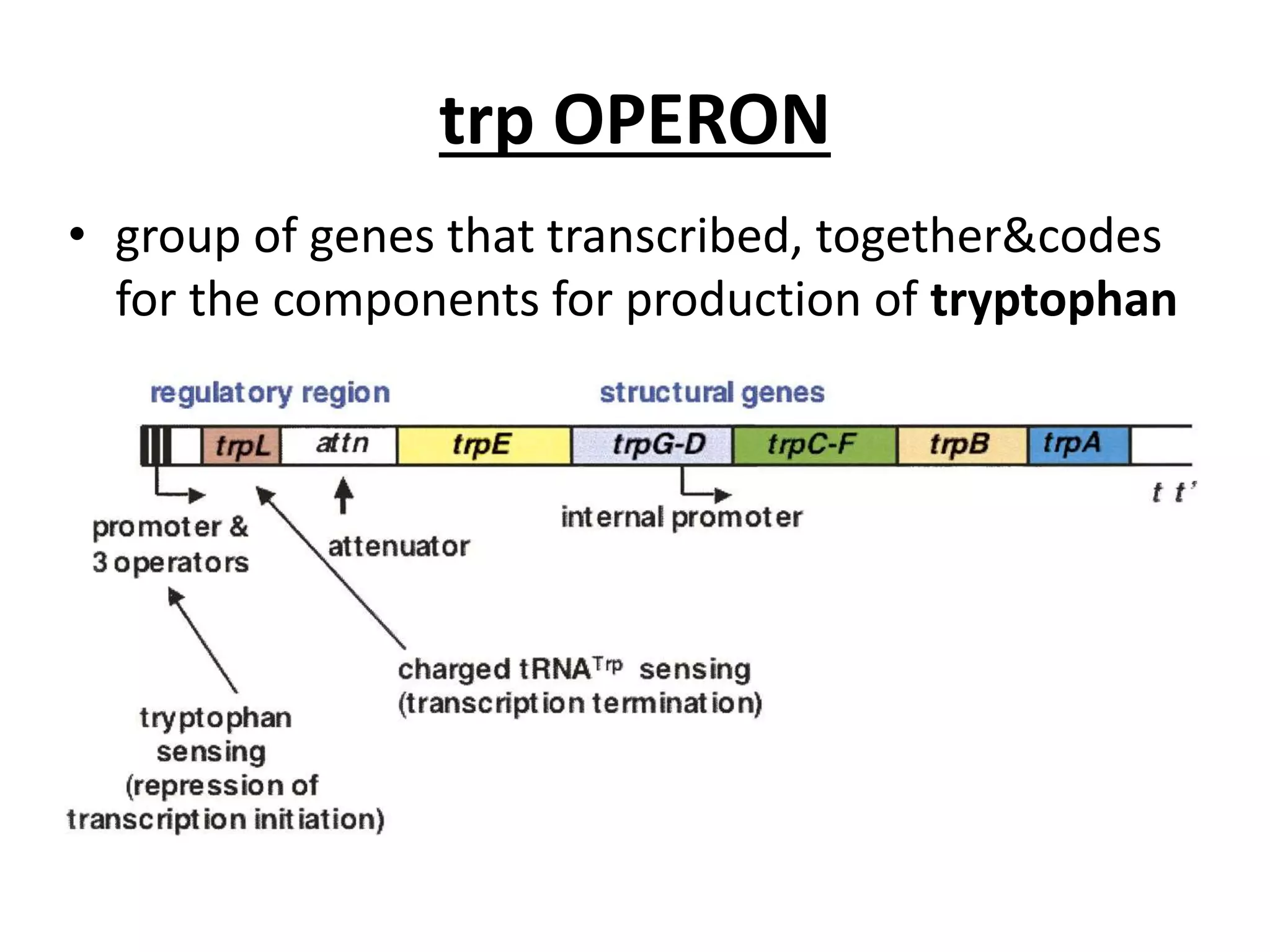 Trp operon | PPTX