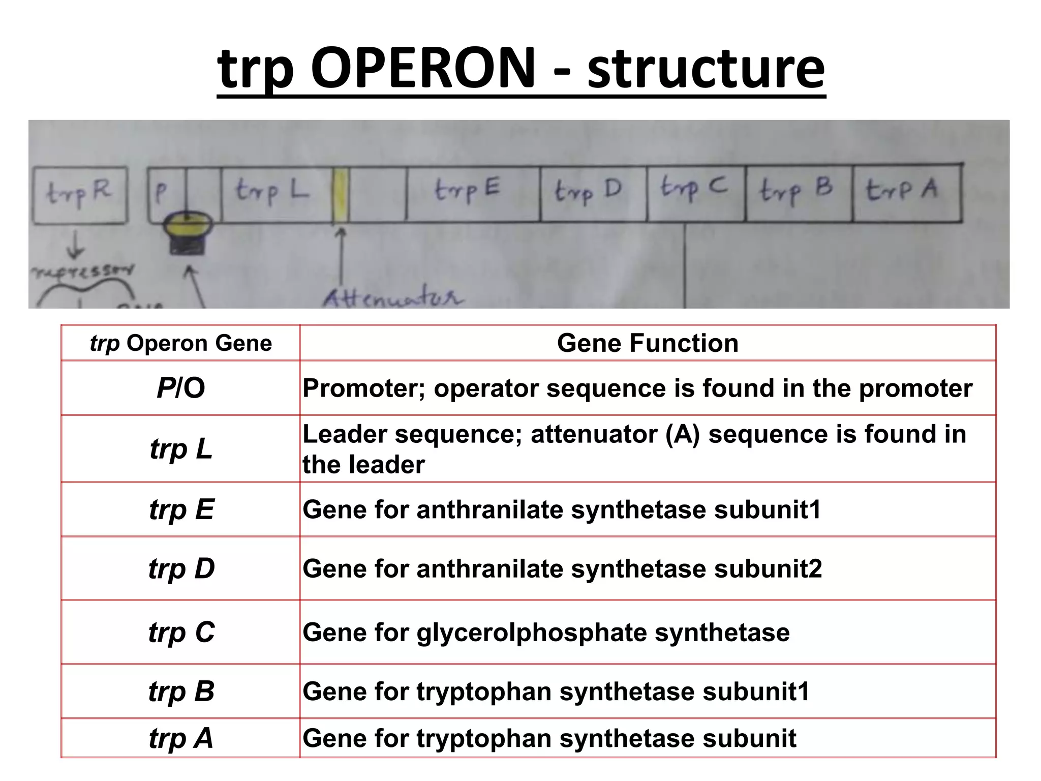 Trp operon | PPTX