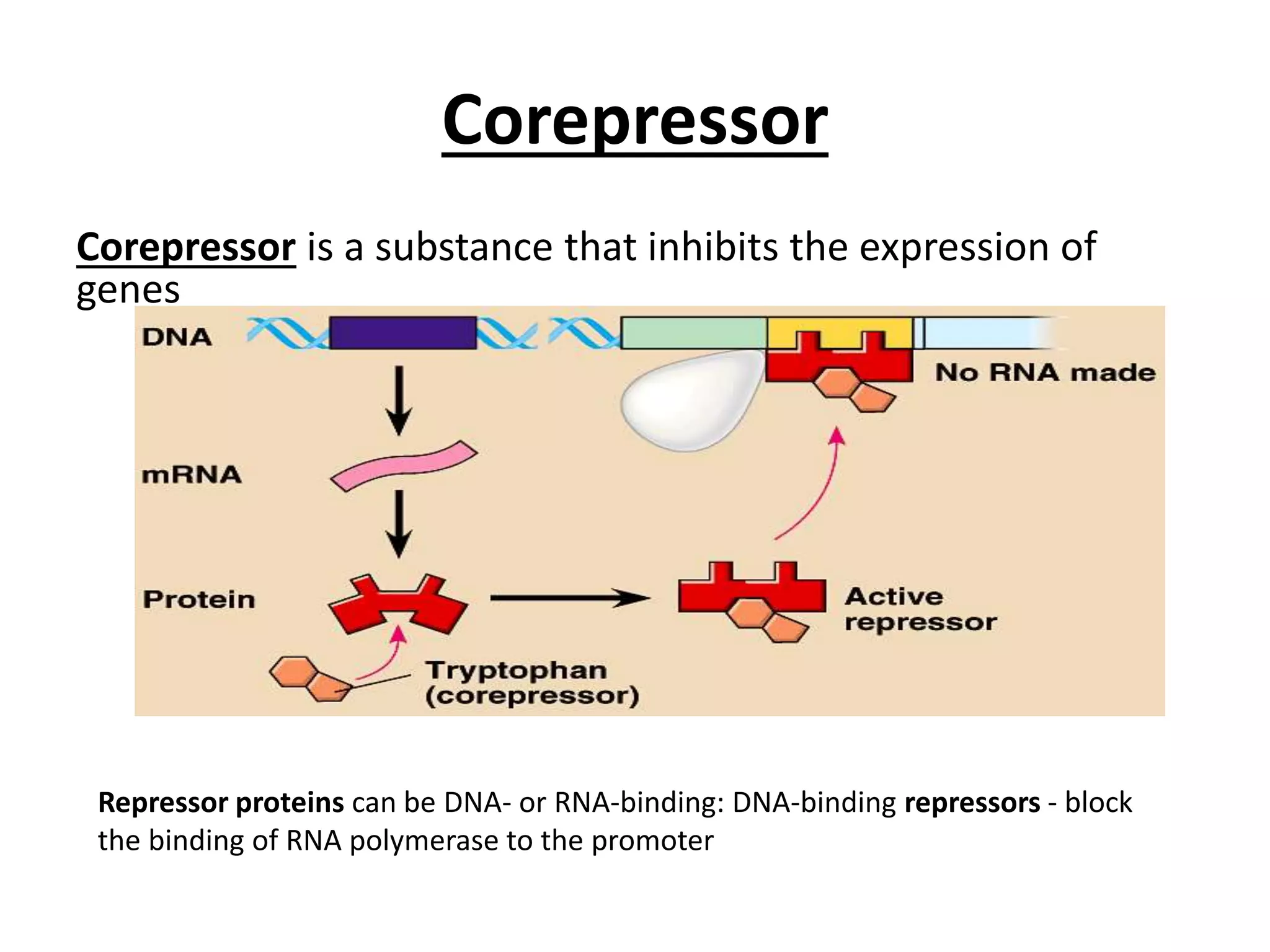 Trp operon | PPTX