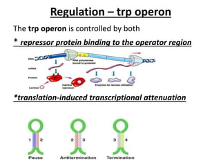 Trp operon | PPTX