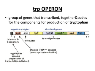 Trp operon | PPTX