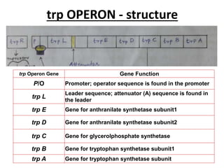 Trp operon | PPTX