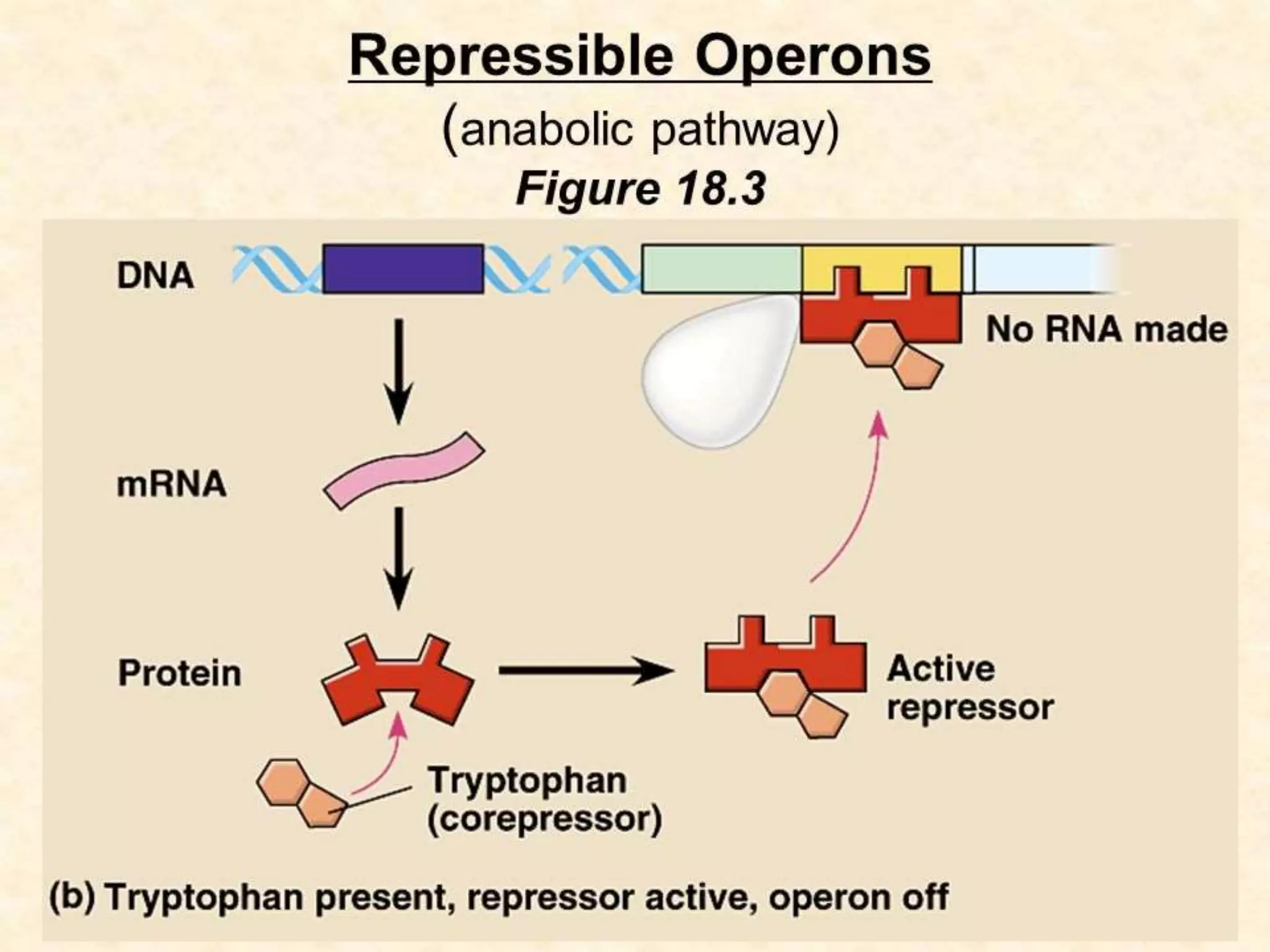 Trp operon | PPTX