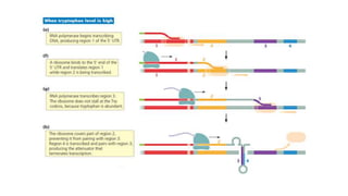 Trp operon | PPT