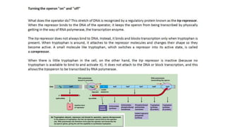 Trp operon | PPT