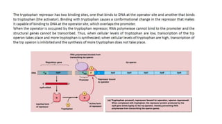 Trp operon | PPT