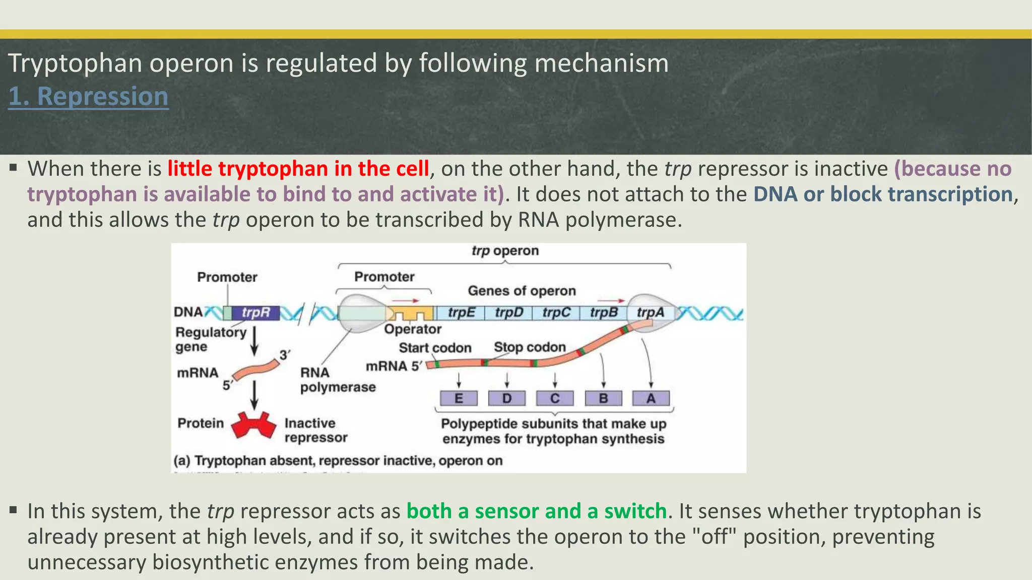 Trp operon | PPTX