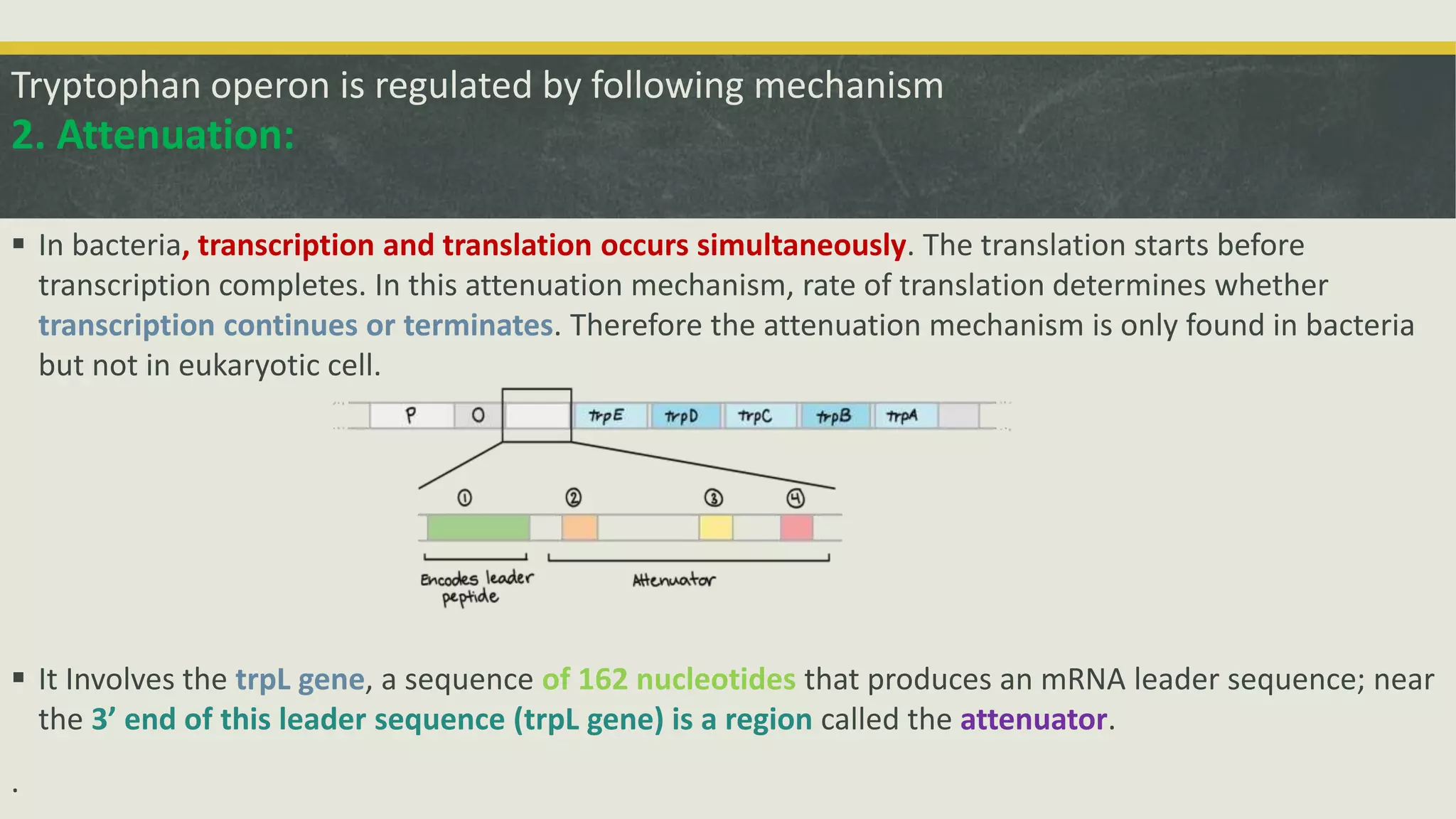 Trp operon | PPTX