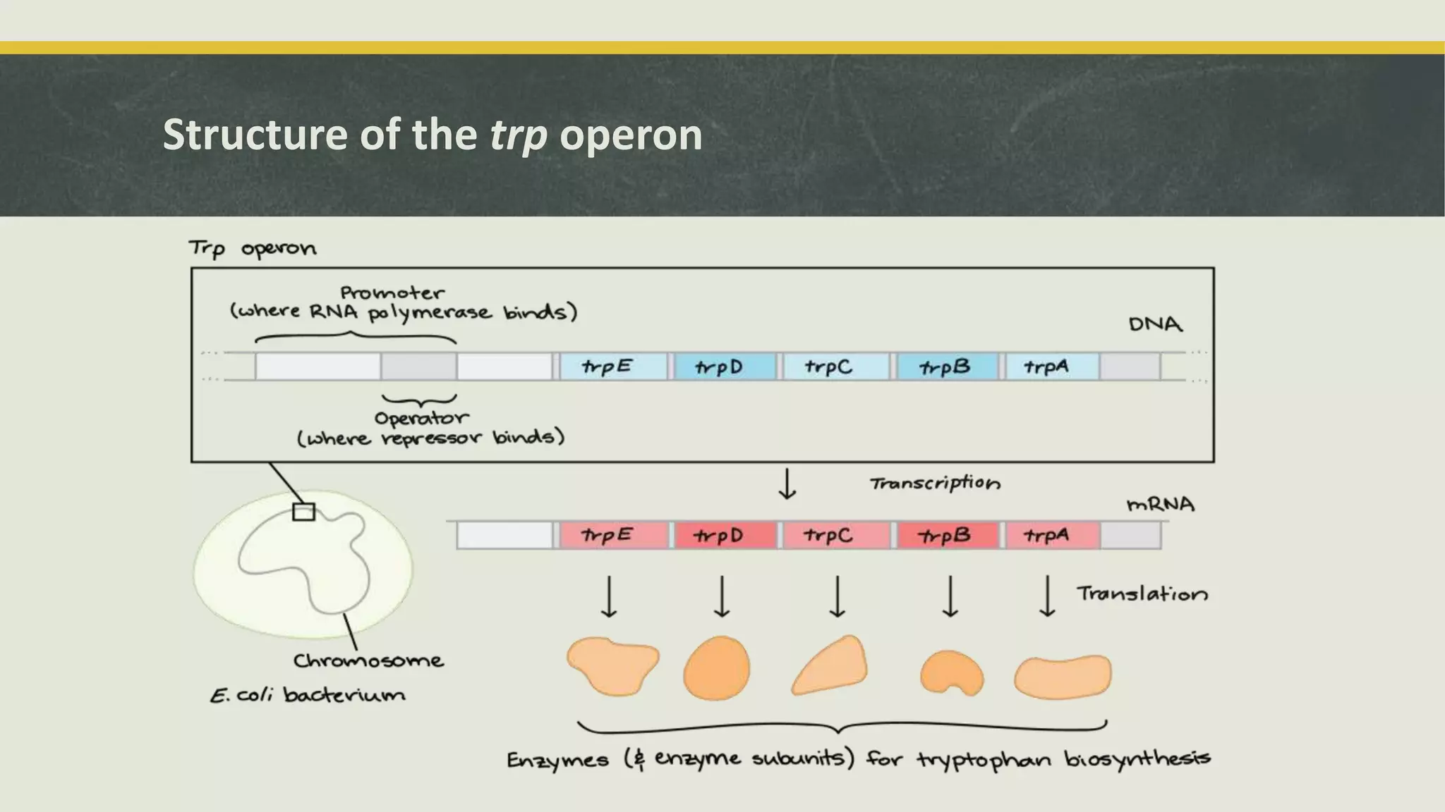 Trp operon | PPTX