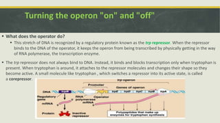 Trp operon | PPTX