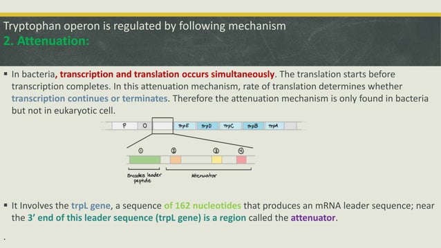 Trp operon | PPTX | Chemistry | Science