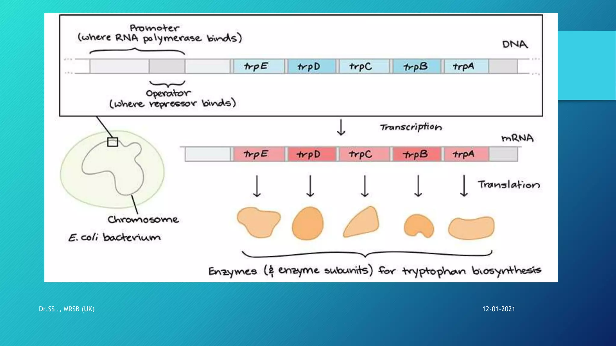 Trp operon | PPT