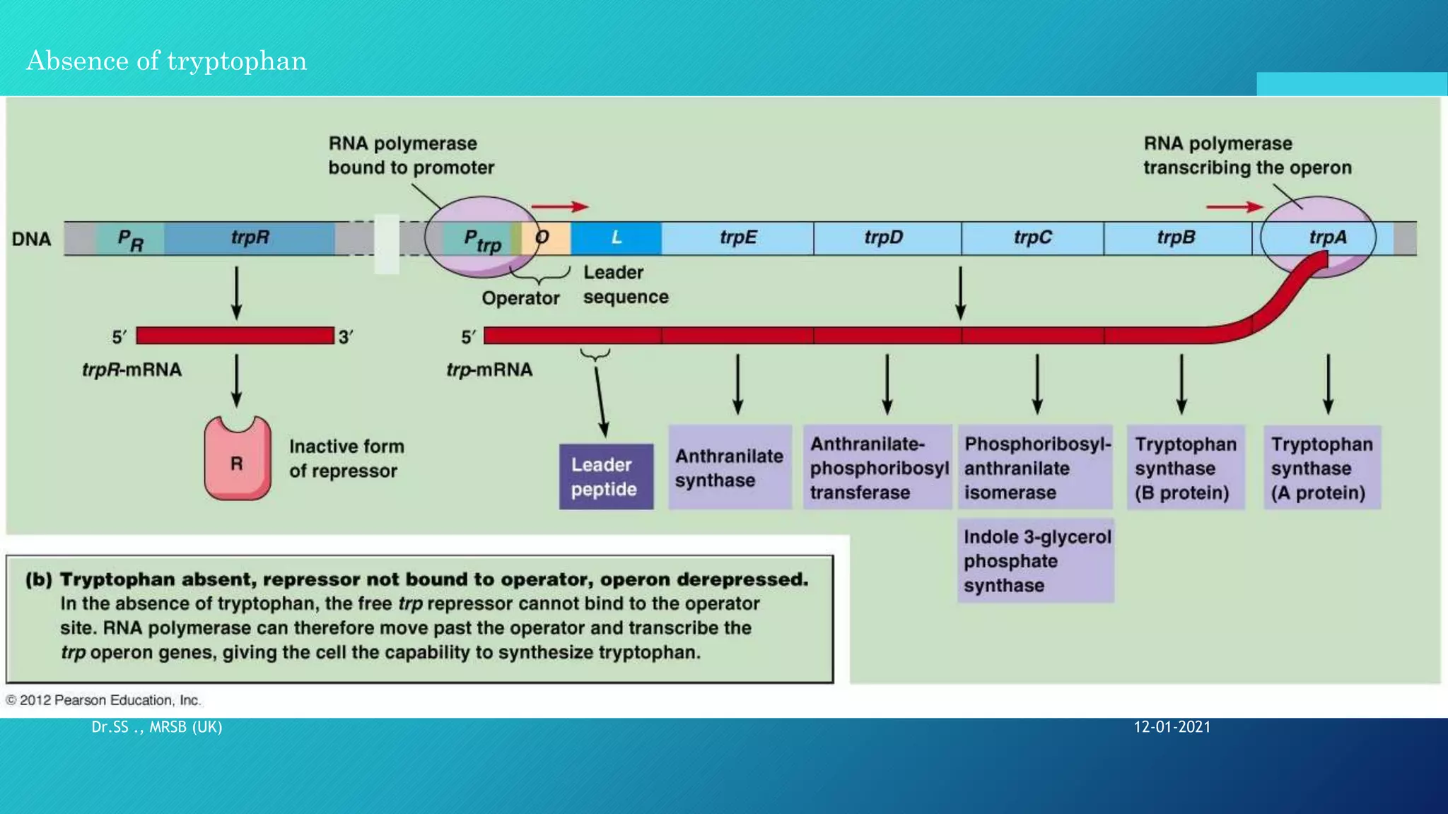 Trp operon | PPT