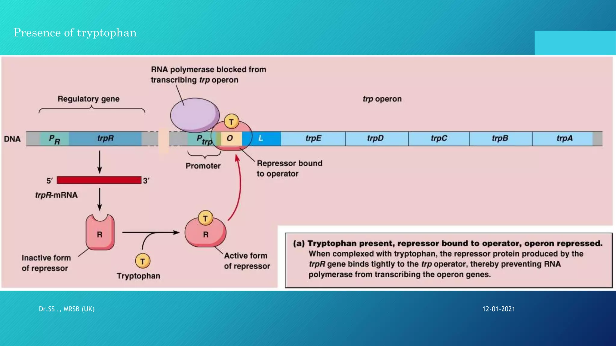 Trp operon | PPT