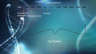 Trp operon | PPT