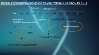 Trp operon | PPT