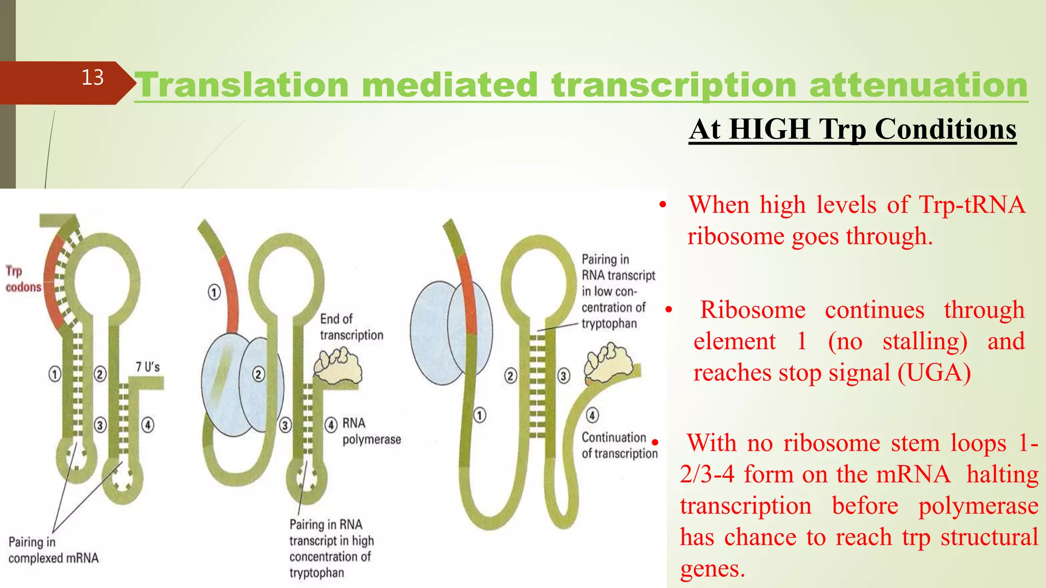 Trp operon | PPTX
