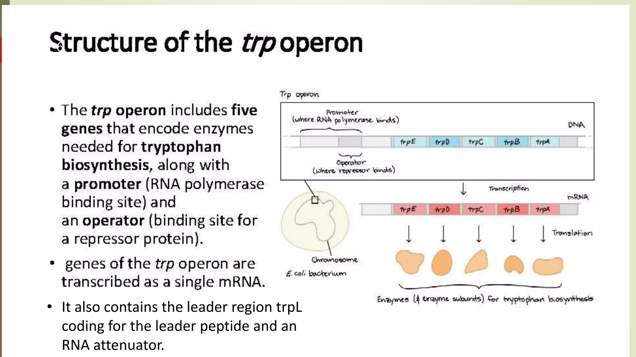 Trp operon | PPTX