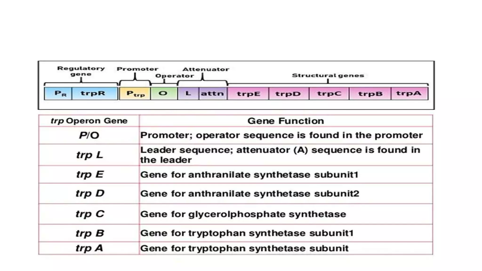 Trp operon | PPTX
