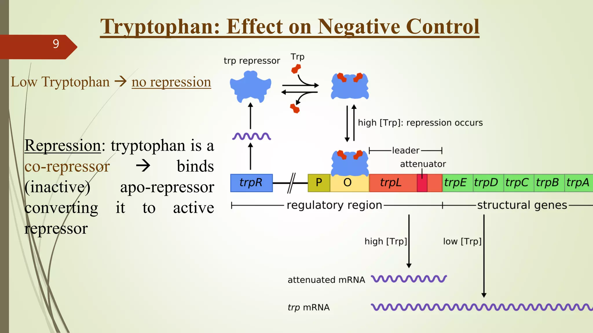 Trp operon | PPTX | Genetics | Science