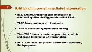Trp operon | PPTX