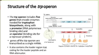 Trp operon | PPTX