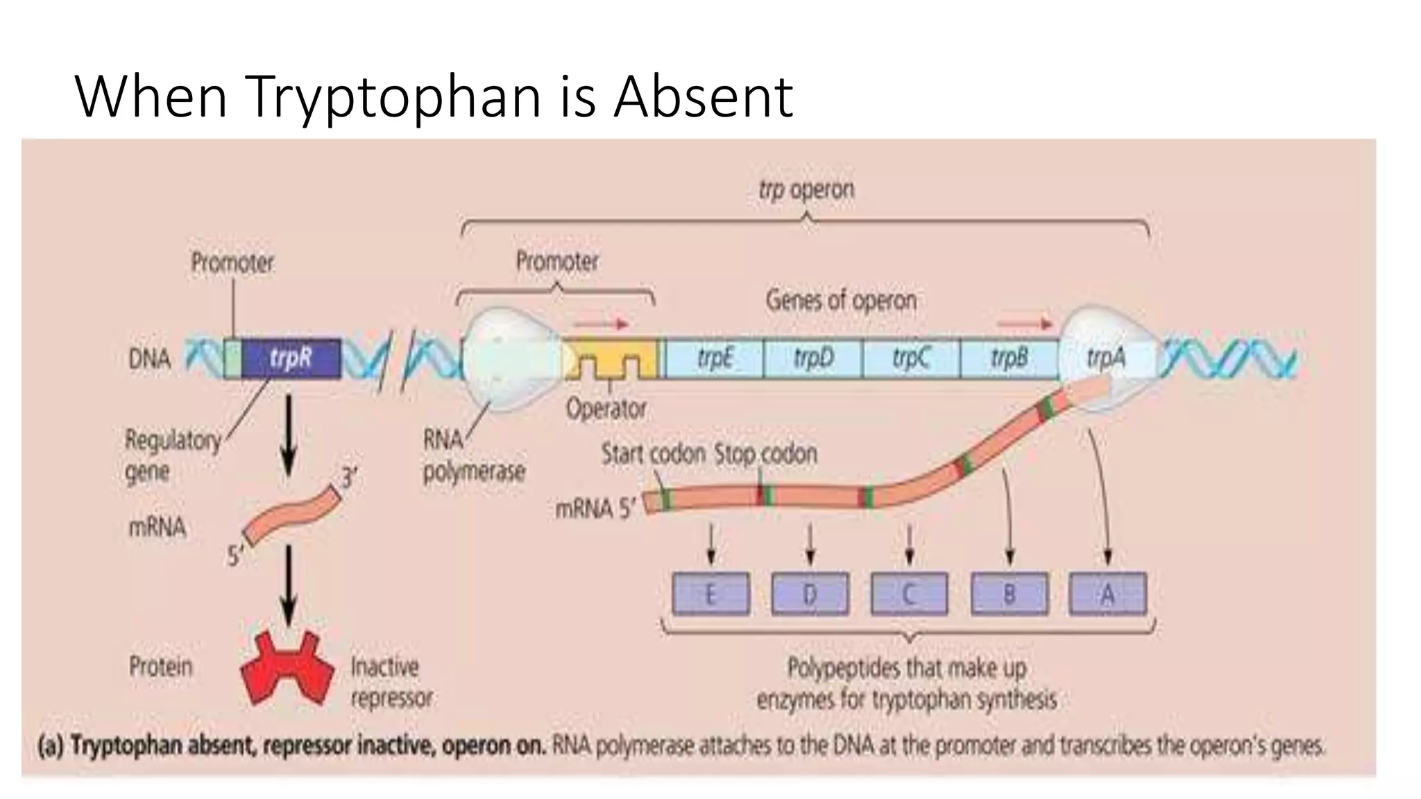 Trp Operon.pptx