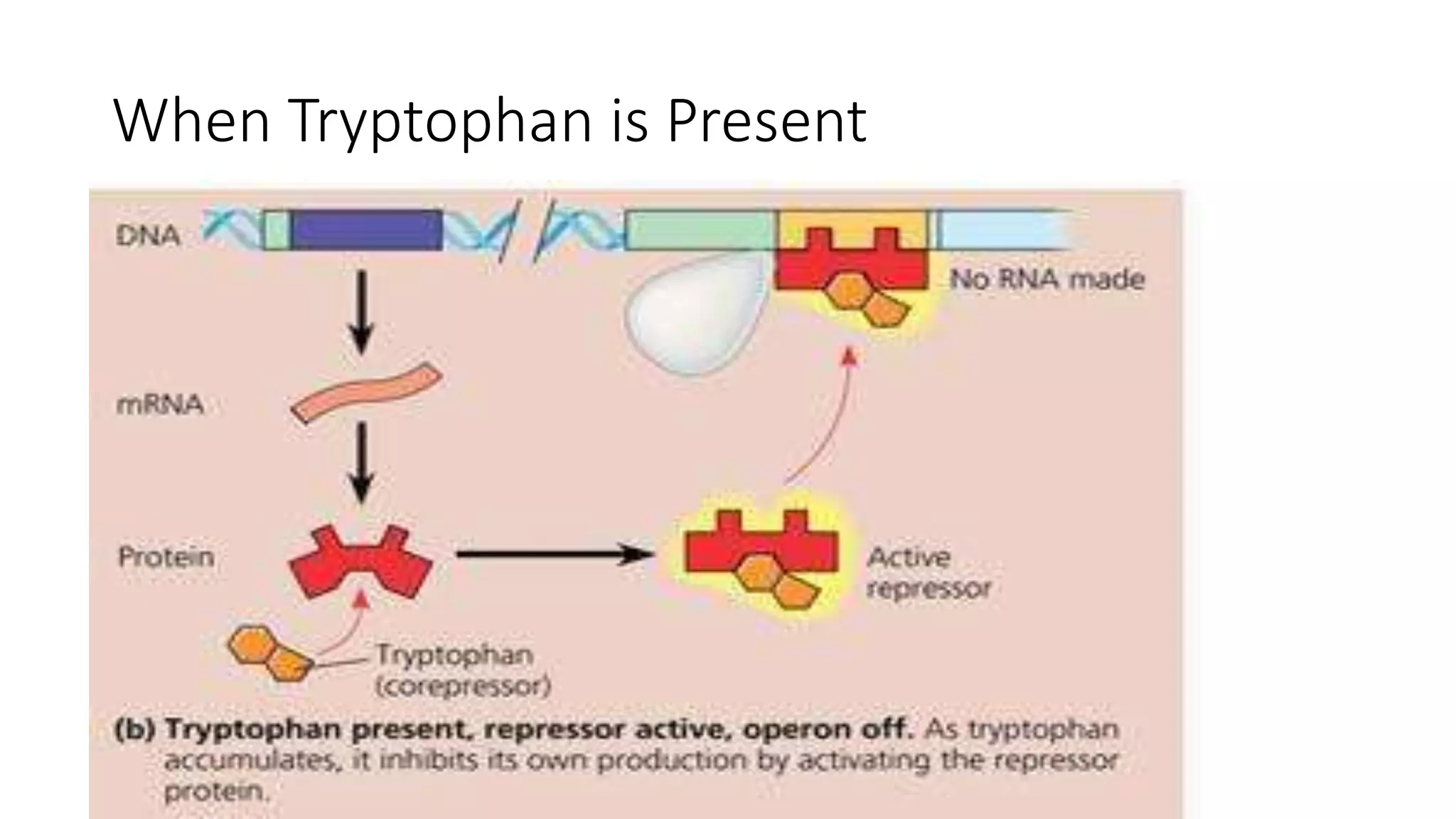 Trp Operon.pptx
