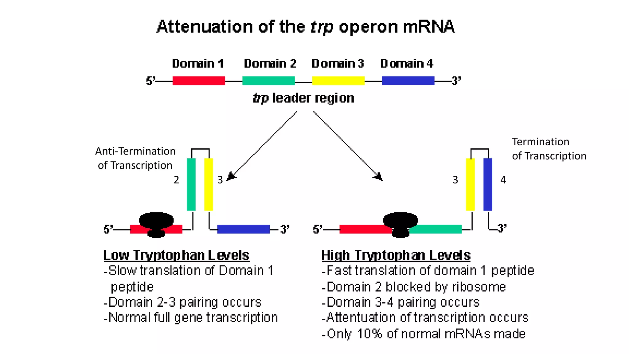 Trp Operon.pptx