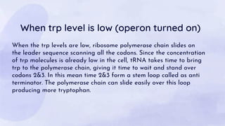 Trp operon | PPTX