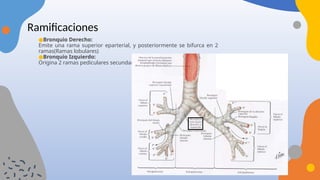 Tráquea, Bronquios, Pulmones-AparatoRespiratorio.pptx