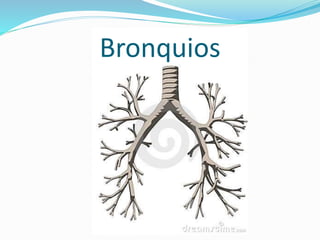 Tráquea y bronquios | PPTX
