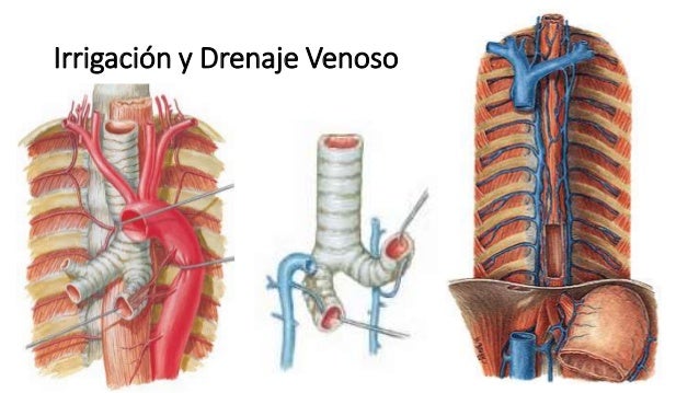 Tráquea y bronquios